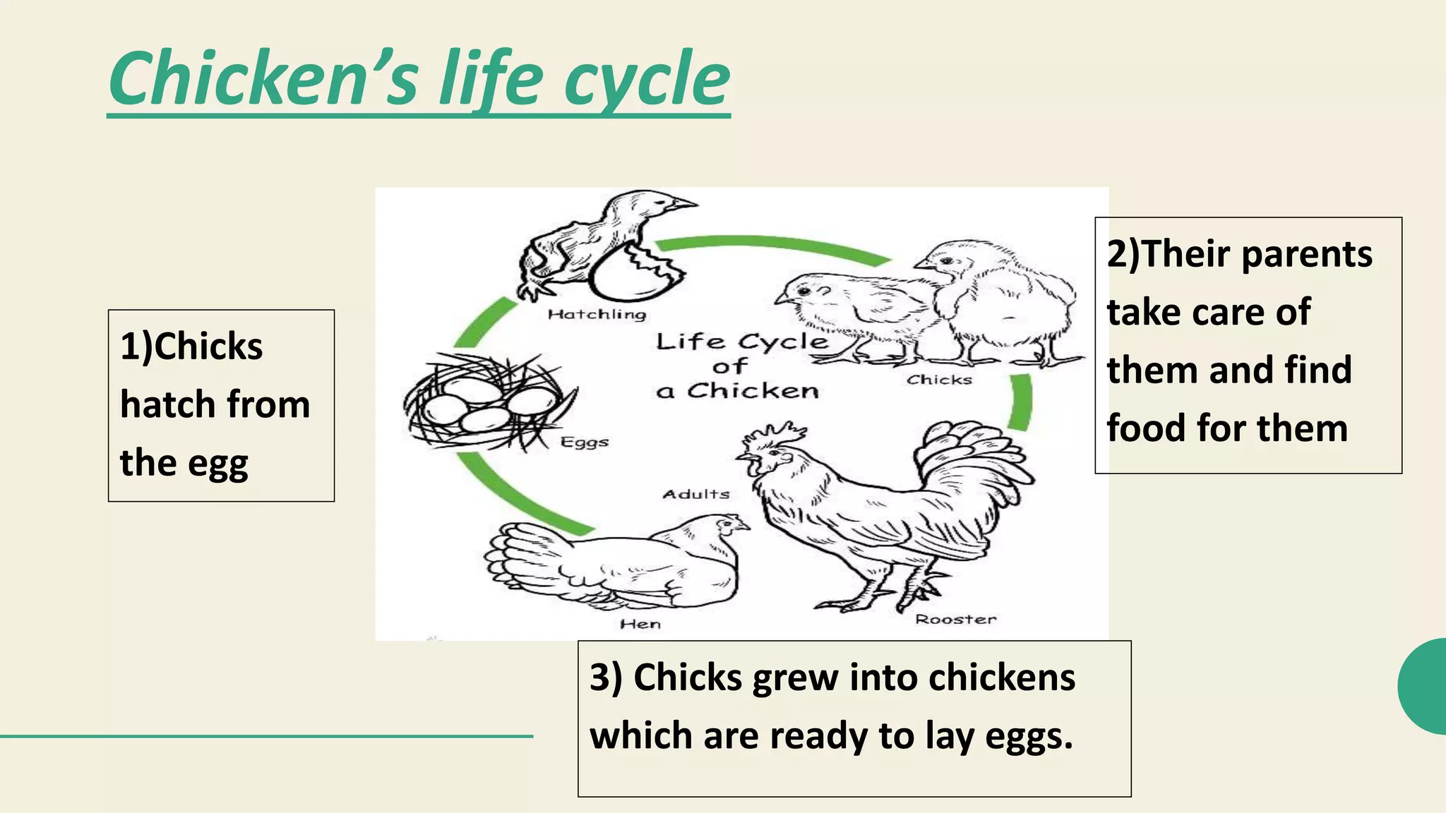 How do animals change as they grow? | PPTX