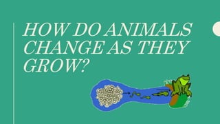 How do animals change as they grow? | PPTX | Reptiles | Pets