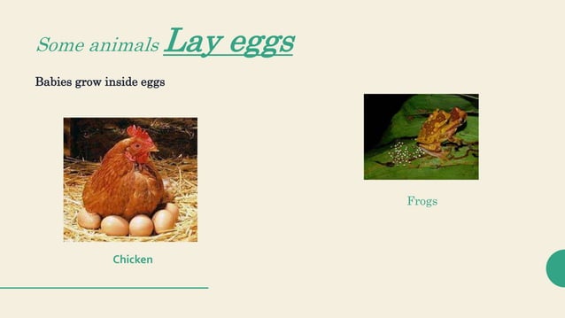 How do animals change as they grow? | PPTX | Reptiles | Pets