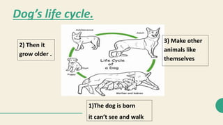 How do animals change as they grow? | PPTX | Reptiles | Pets