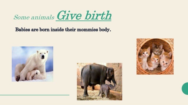 How do animals change as they grow?