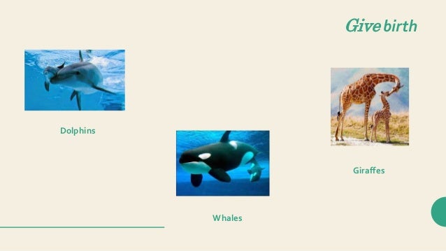 How do animals change as they grow?