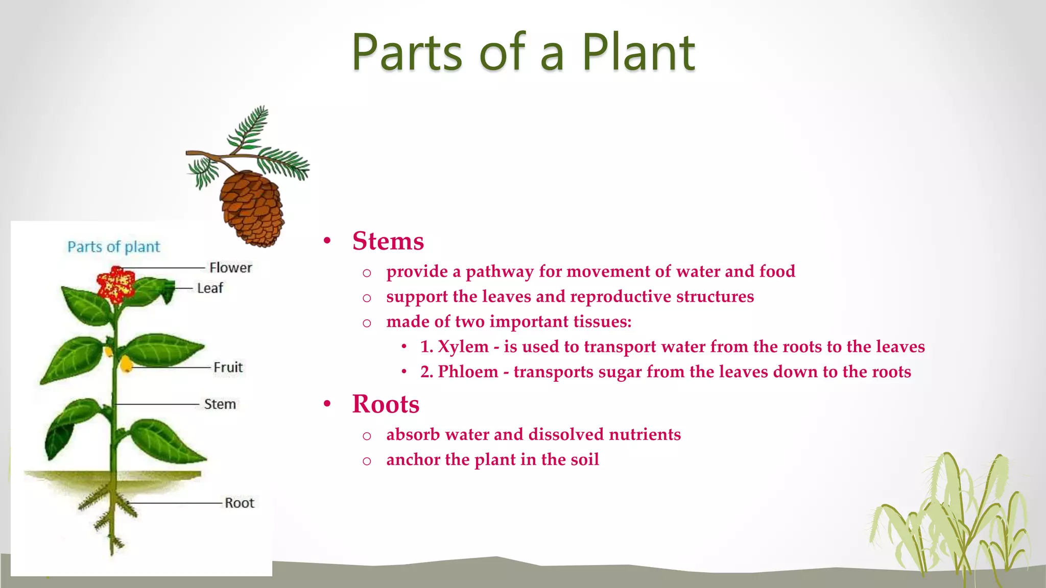 Unit b plants for food & fibre | PPTX