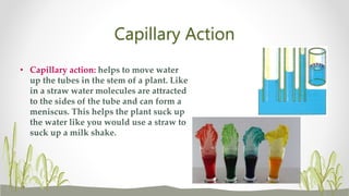 Unit b plants for food & fibre | PPTX