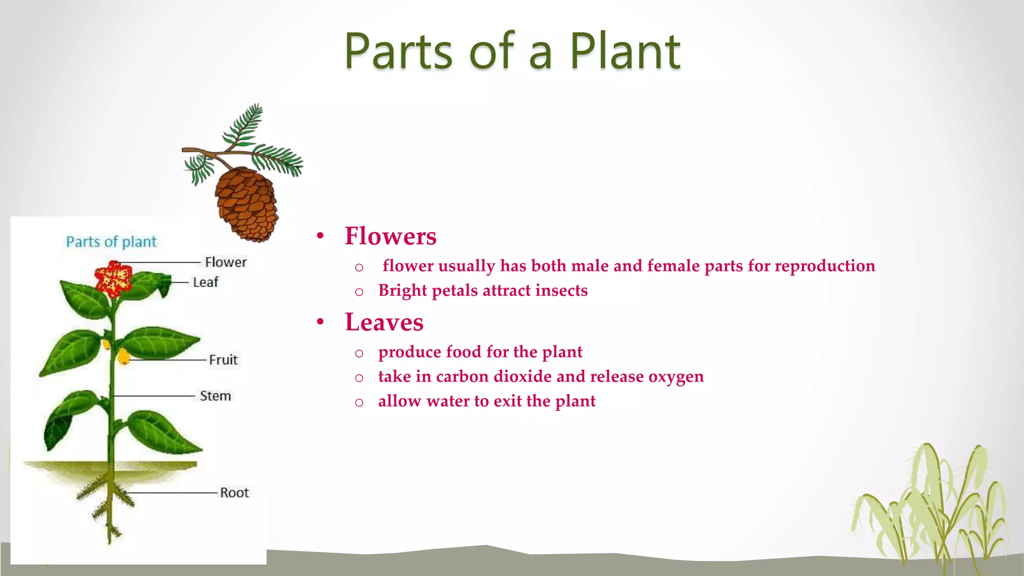Unit b plants for food & fibre (parts of a plant) | PPT