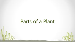 Unit b plants for food & fibre (parts of a plant) | PPT