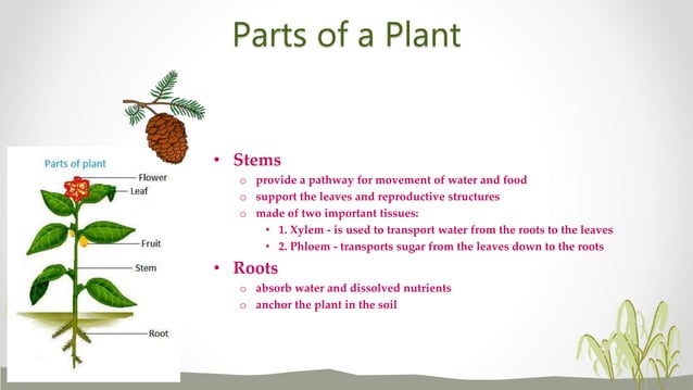Unit b plants for food & fibre (parts of a plant) | PPT