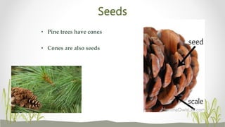 Unit b plants for food & fibre (parts of a plant) | PPT