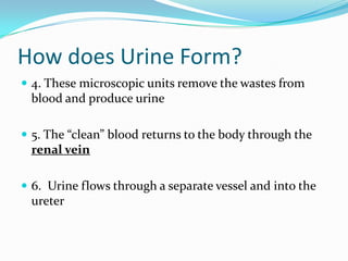 Unit b section - 3.4 excretory system | PPTX