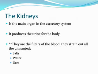 Unit b section - 3.4 excretory system | PPTX | Lung and Respiratory ...