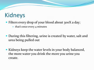 Unit b section - 3.4 excretory system | PPTX | Lung and Respiratory ...