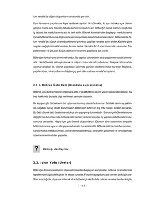 ANATOMİ urogenital sistem | PDF