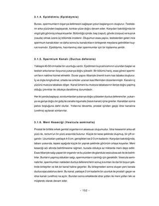 ANATOMİ urogenital sistem | PDF