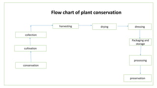 Cultivation,collection, processing and storage of drugs of Natural ...