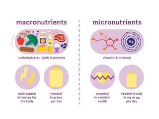 Introduction to Nutrition | PPTX