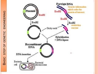 Basic principal of genetic engineering | PPTX