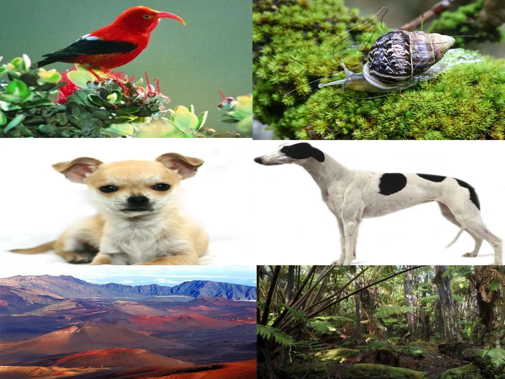 Unit I Ecosystem & Biodiversity Environmental Science and Sustainablity ...