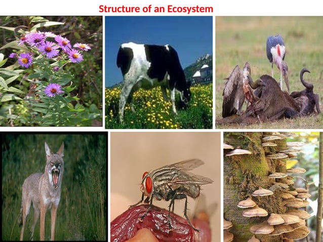 Unit I Ecosystem & Biodiversity Environmental Science and Sustainablity ...