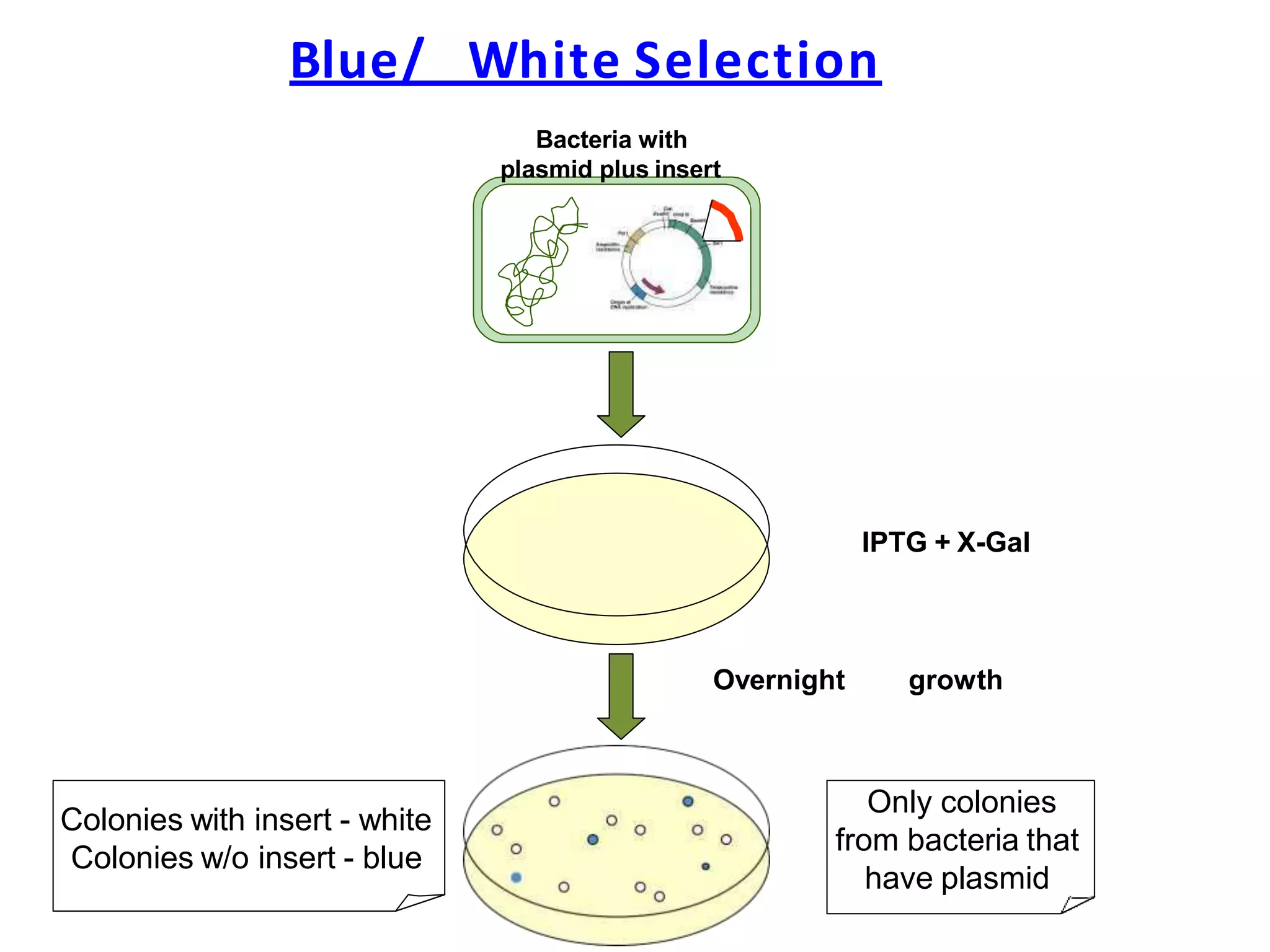 CLONING VECTOR | PPTX