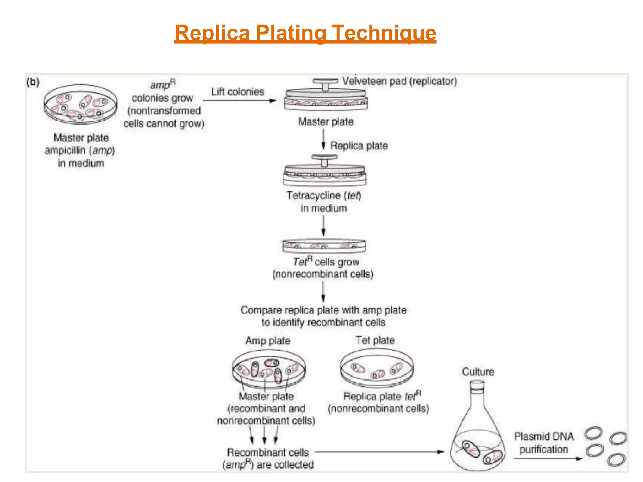 CLONING VECTOR | PPTX