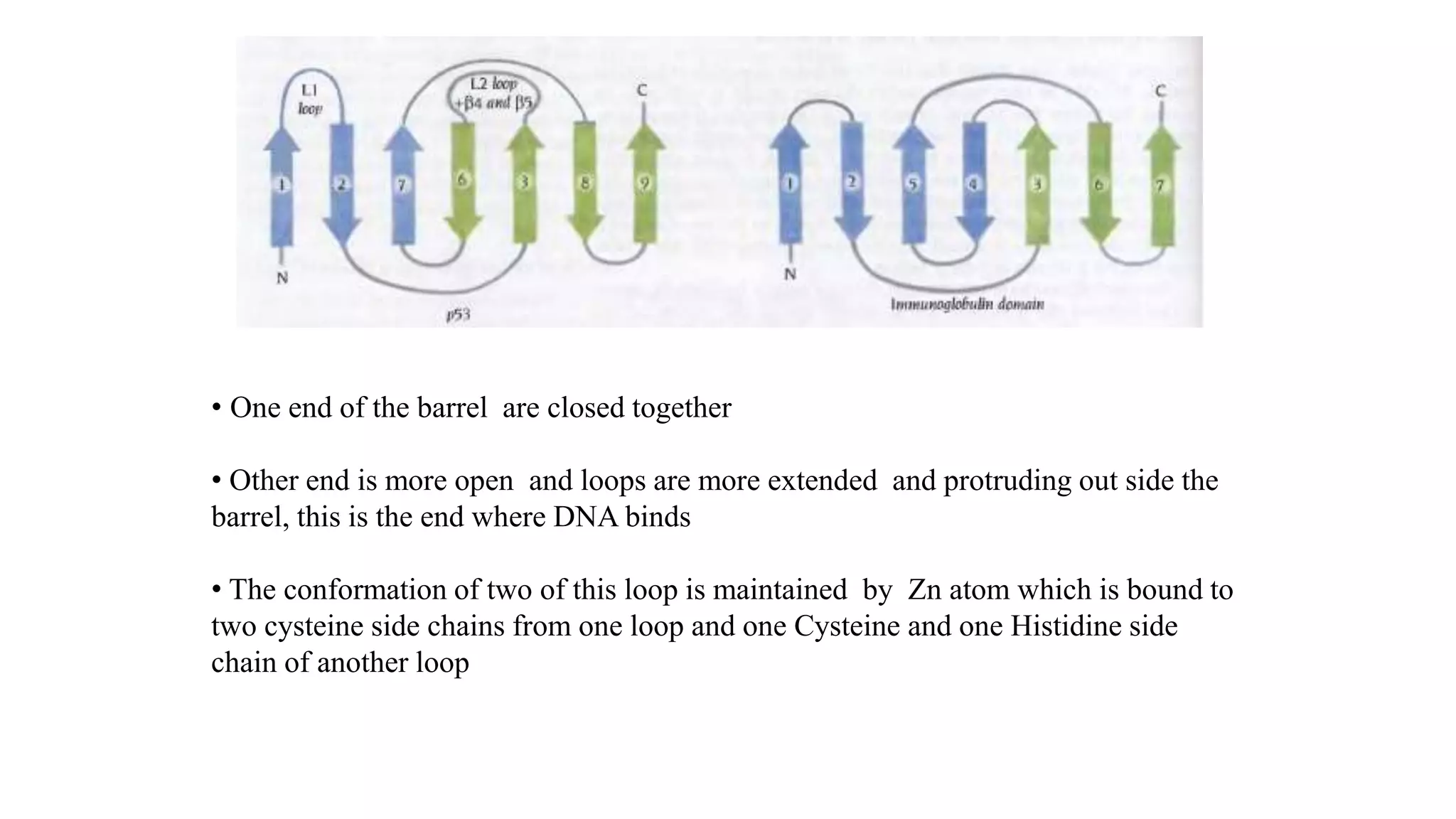Unit II -examples of protein sec.structure.pptx