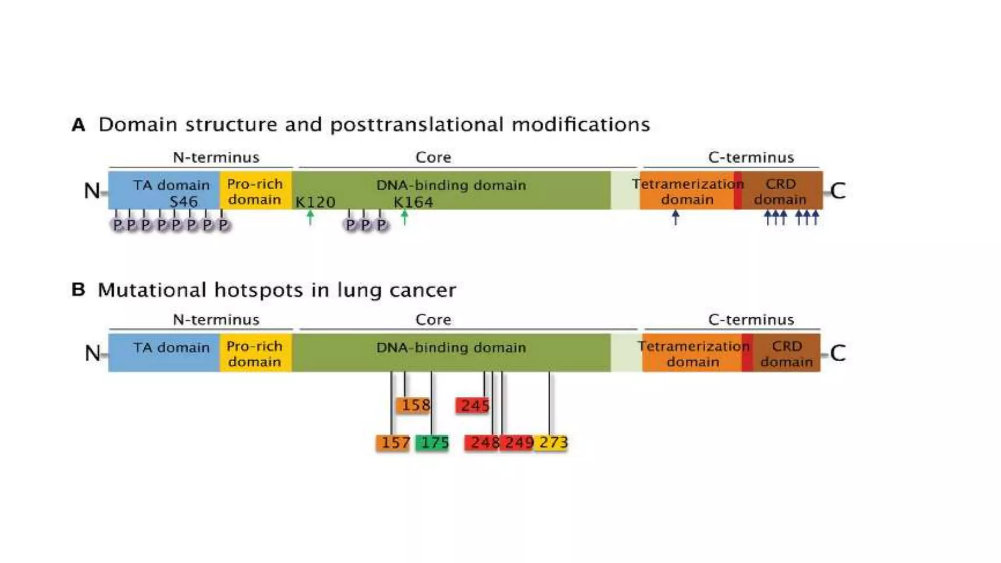 Unit II -examples of protein sec.structure.pptx