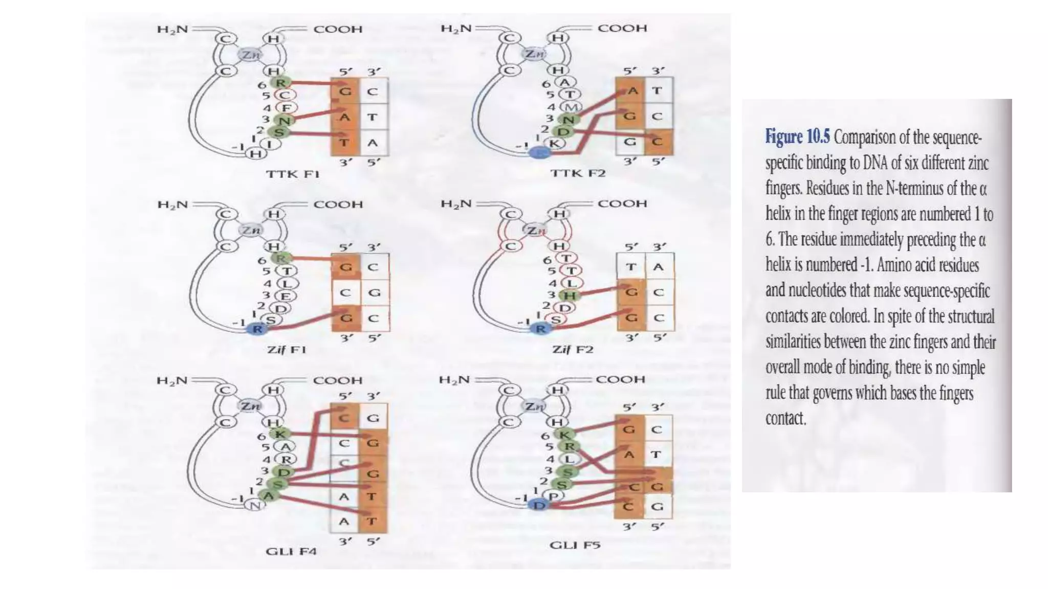 Unit II -examples of protein sec.structure.pptx