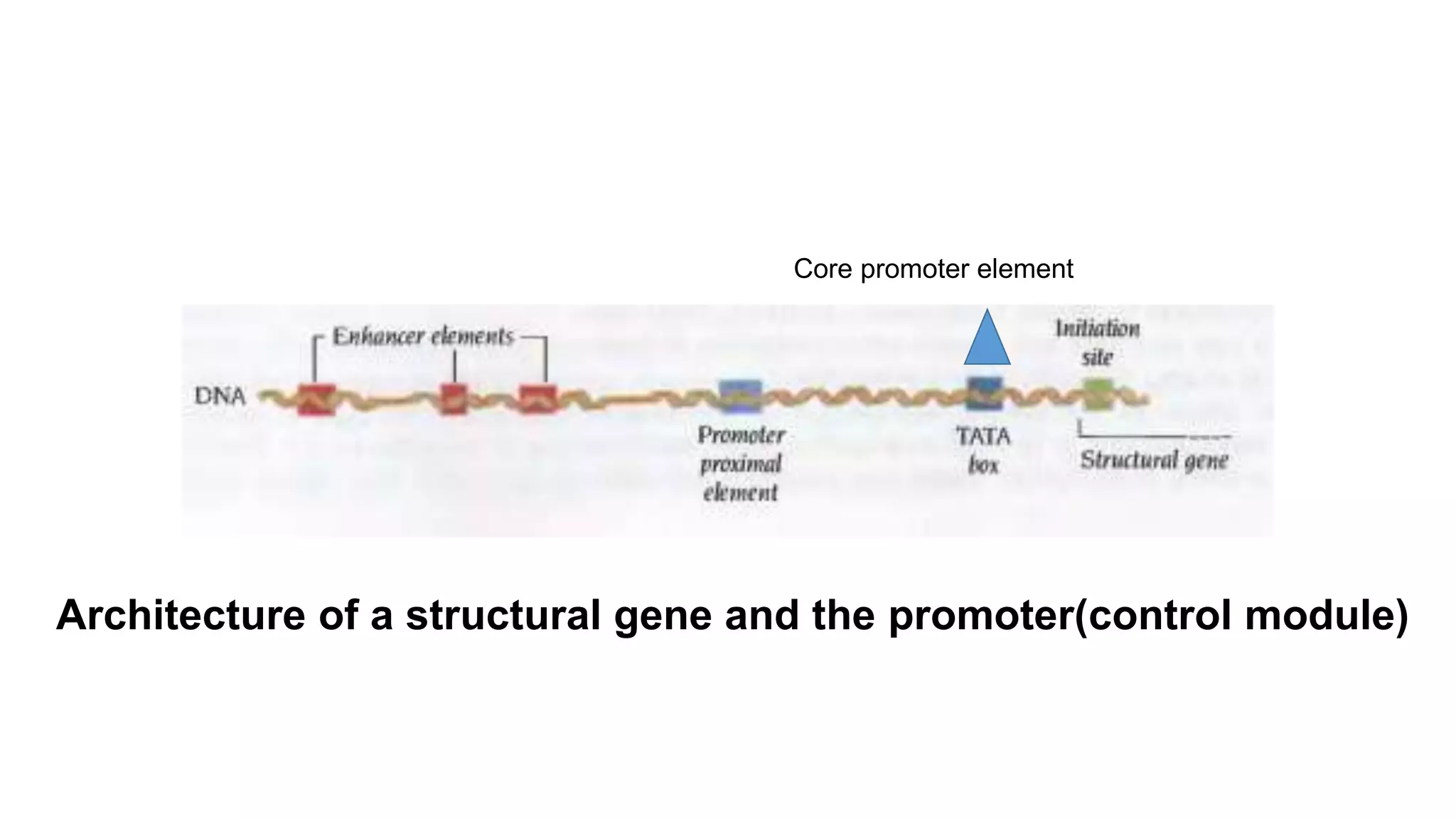 Unit II -examples of protein sec.structure.pptx