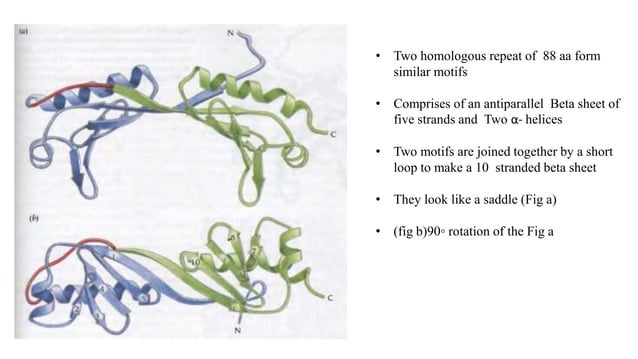 Unit II -examples of protein sec.structure.pptx