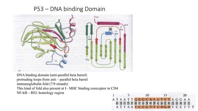 Unit II -examples of protein sec.structure.pptx