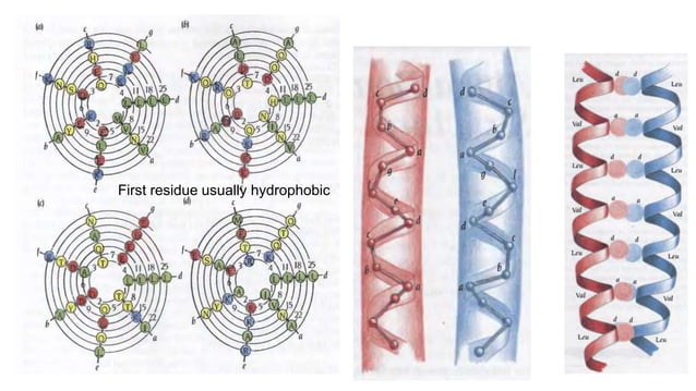 Unit II -examples of protein sec.structure.pptx