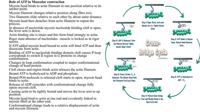 Unit II -examples of protein sec.structure.pptx