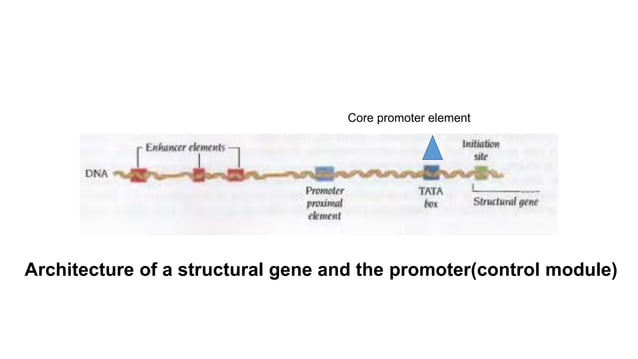 Unit II -examples of protein sec.structure.pptx