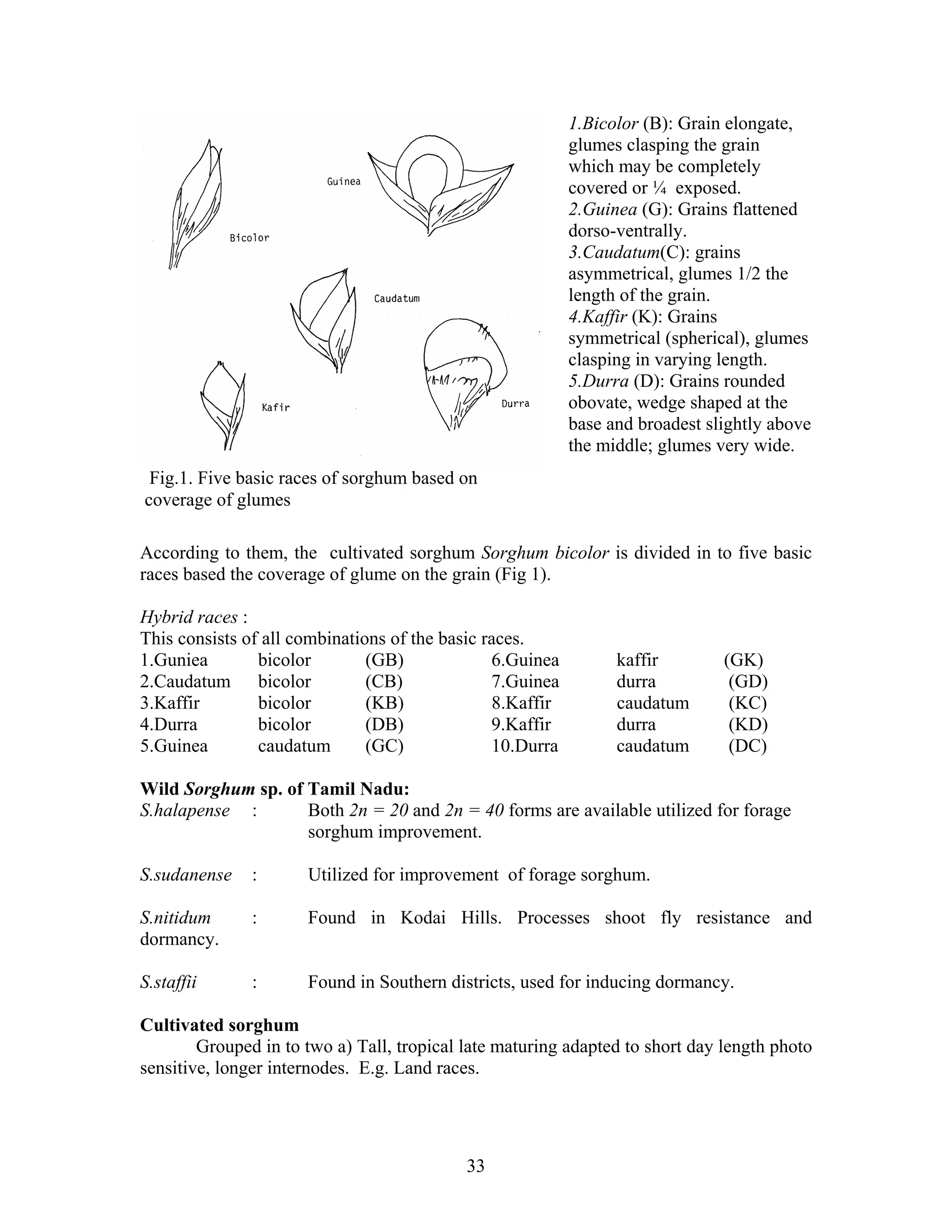 origin of sorghum | PDF