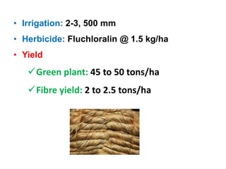 Unit II - Production Technology of cash crops.pptx