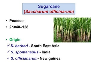 Unit II - Production Technology of cash crops.pptx