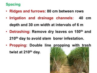 Unit II - Production Technology of cash crops.pptx