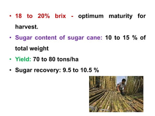 Unit II - Production Technology of cash crops.pptx