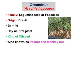 Unit II - Production technology of oilseeds.ppt