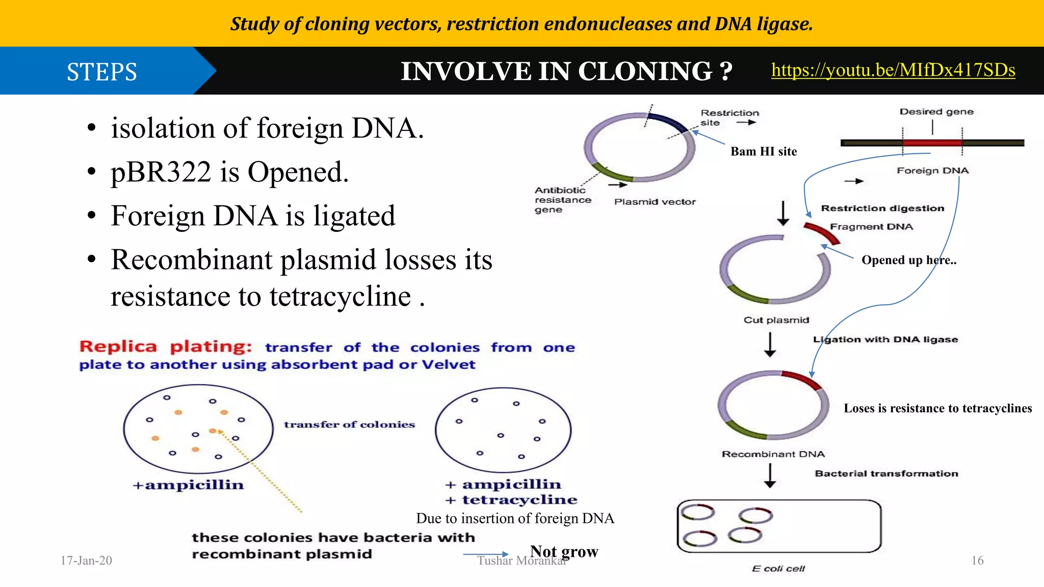 Study of cloning vectors, restriction endonucleases and DNA ligase. | PDF