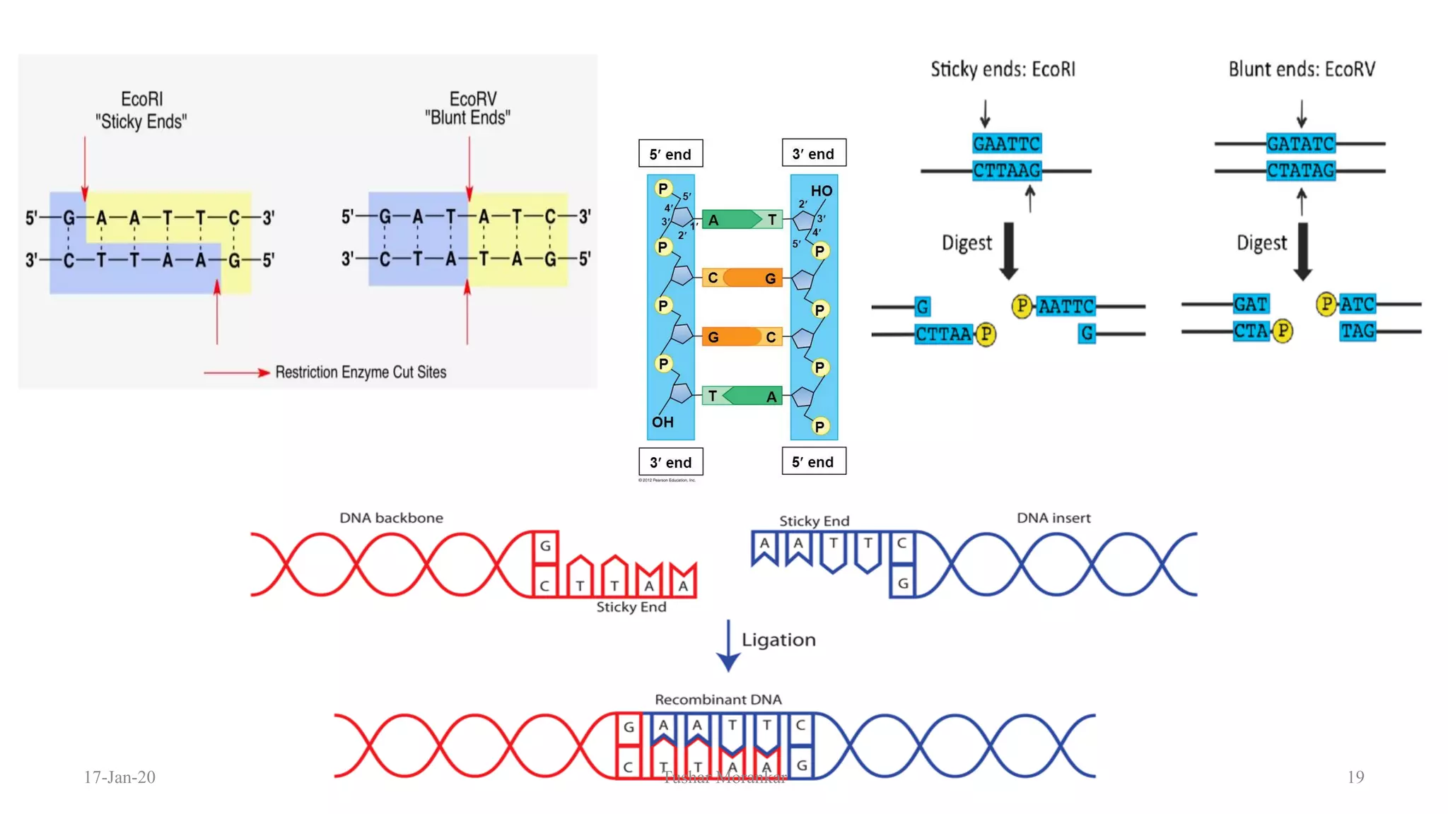 Study of cloning vectors, restriction endonucleases and DNA ligase. | PDF