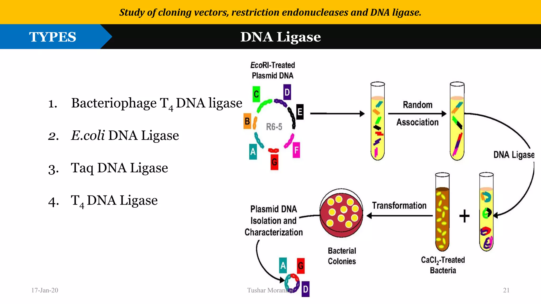 Study of cloning vectors, restriction endonucleases and DNA ligase. | PDF