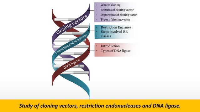 Study of cloning vectors, restriction endonucleases and DNA ligase ...