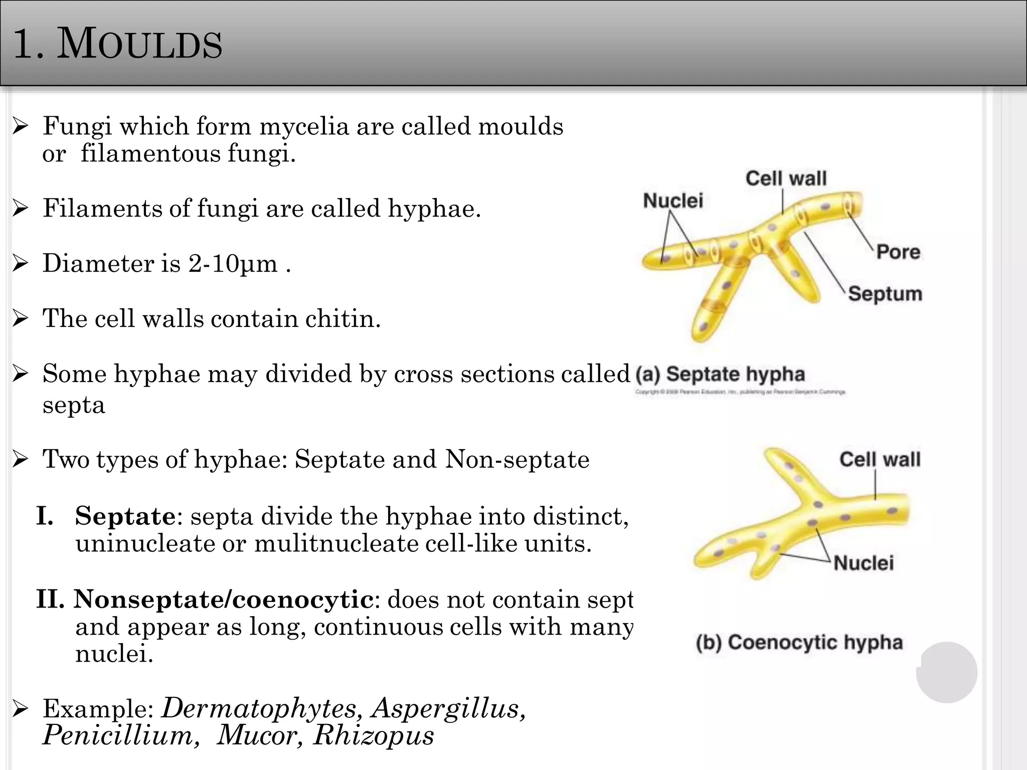 Morphology, Classification, Cultivation and Reproduction of Fungi | PDF