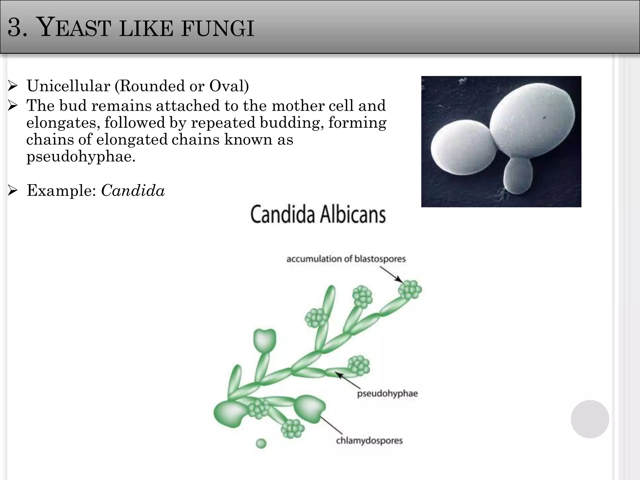 Morphology, Classification, Cultivation and Reproduction of Fungi | PDF