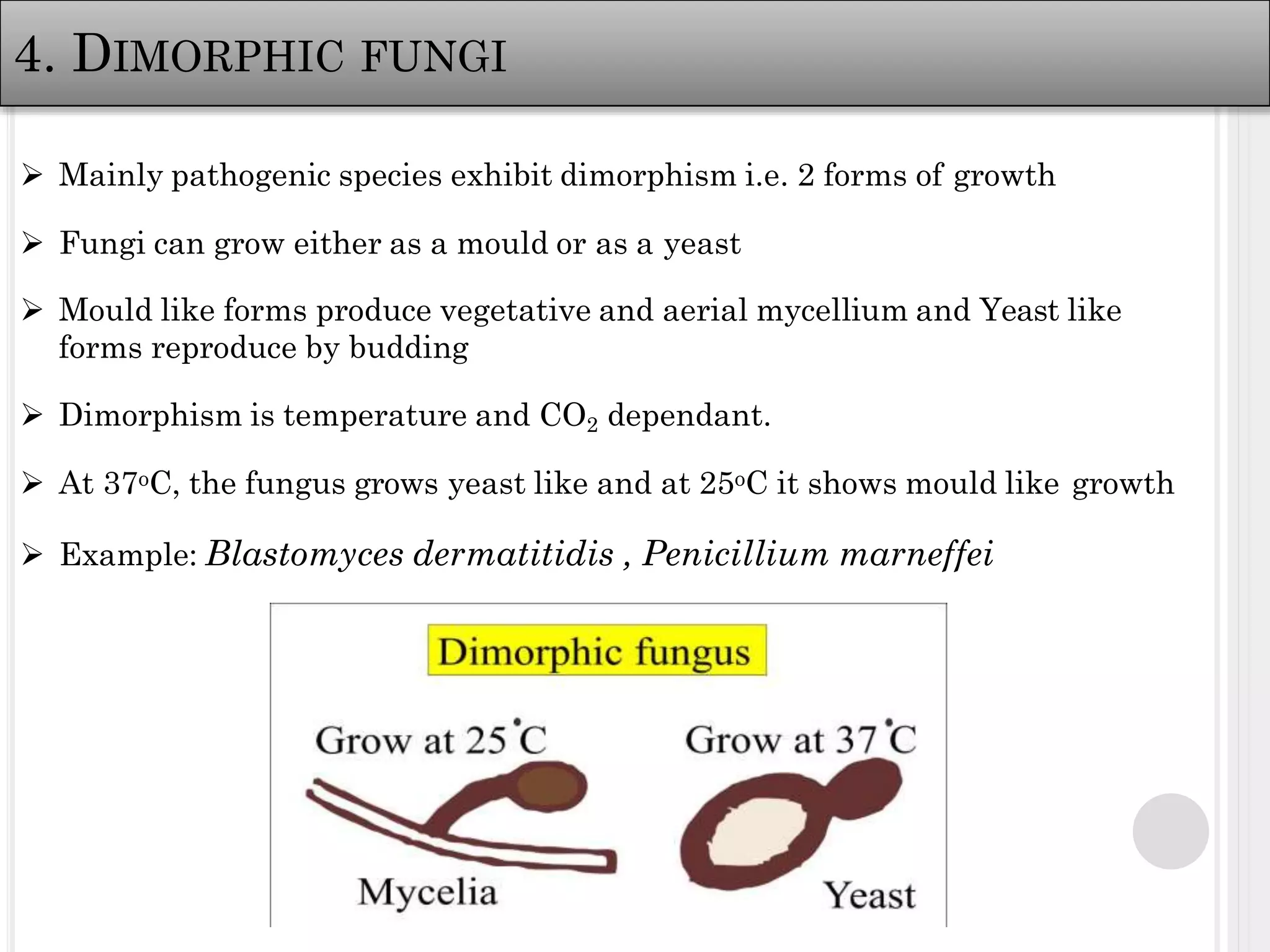 Morphology, Classification, Cultivation and Reproduction of Fungi | PDF