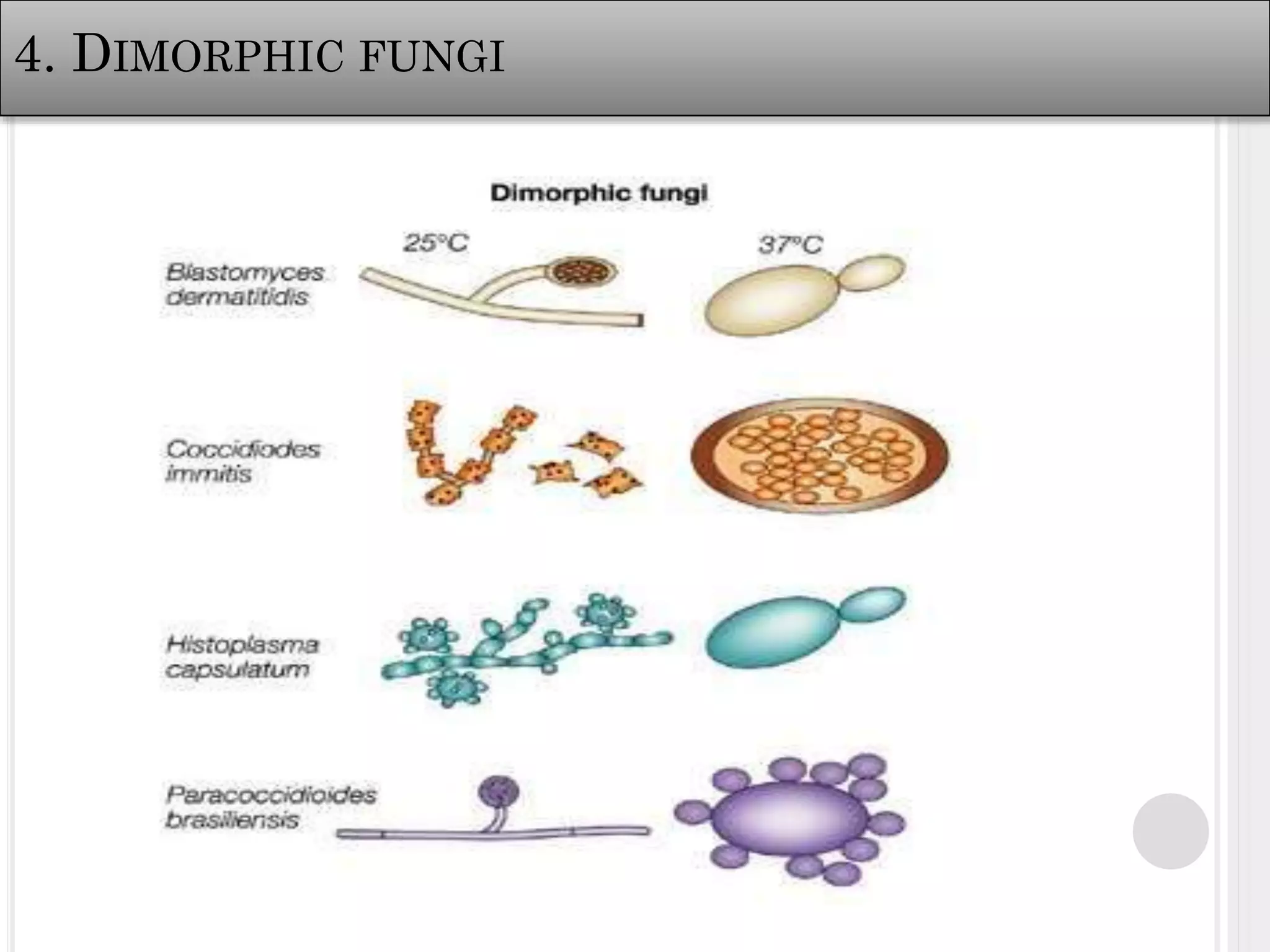 Morphology, Classification, Cultivation and Reproduction of Fungi | PDF