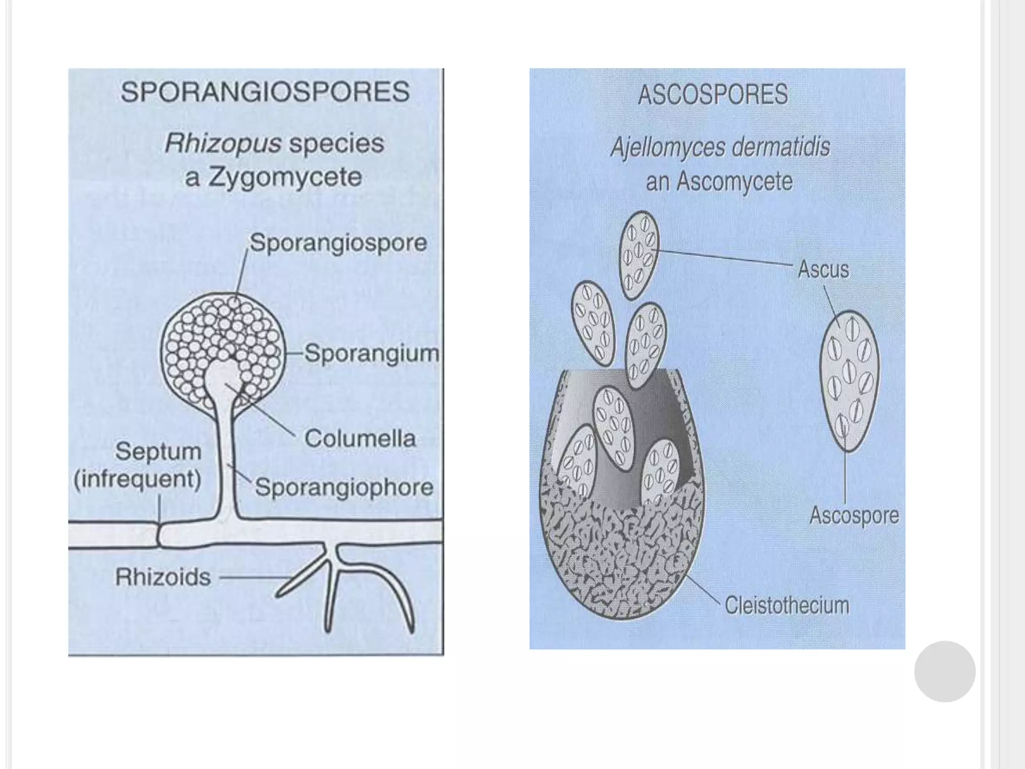 Morphology, Classification, Cultivation and Reproduction of Fungi | PDF