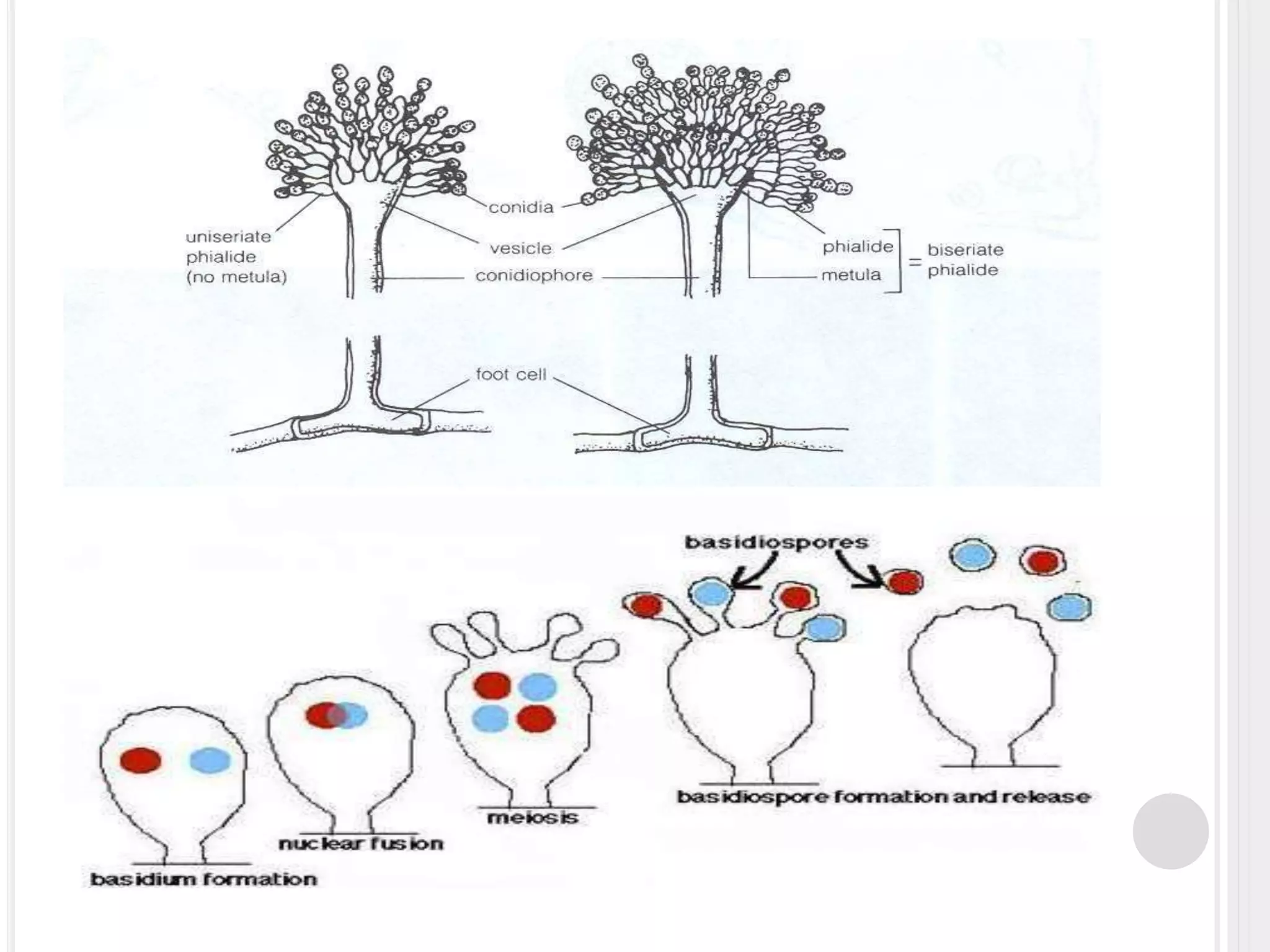 Morphology, Classification, Cultivation and Reproduction of Fungi | PDF