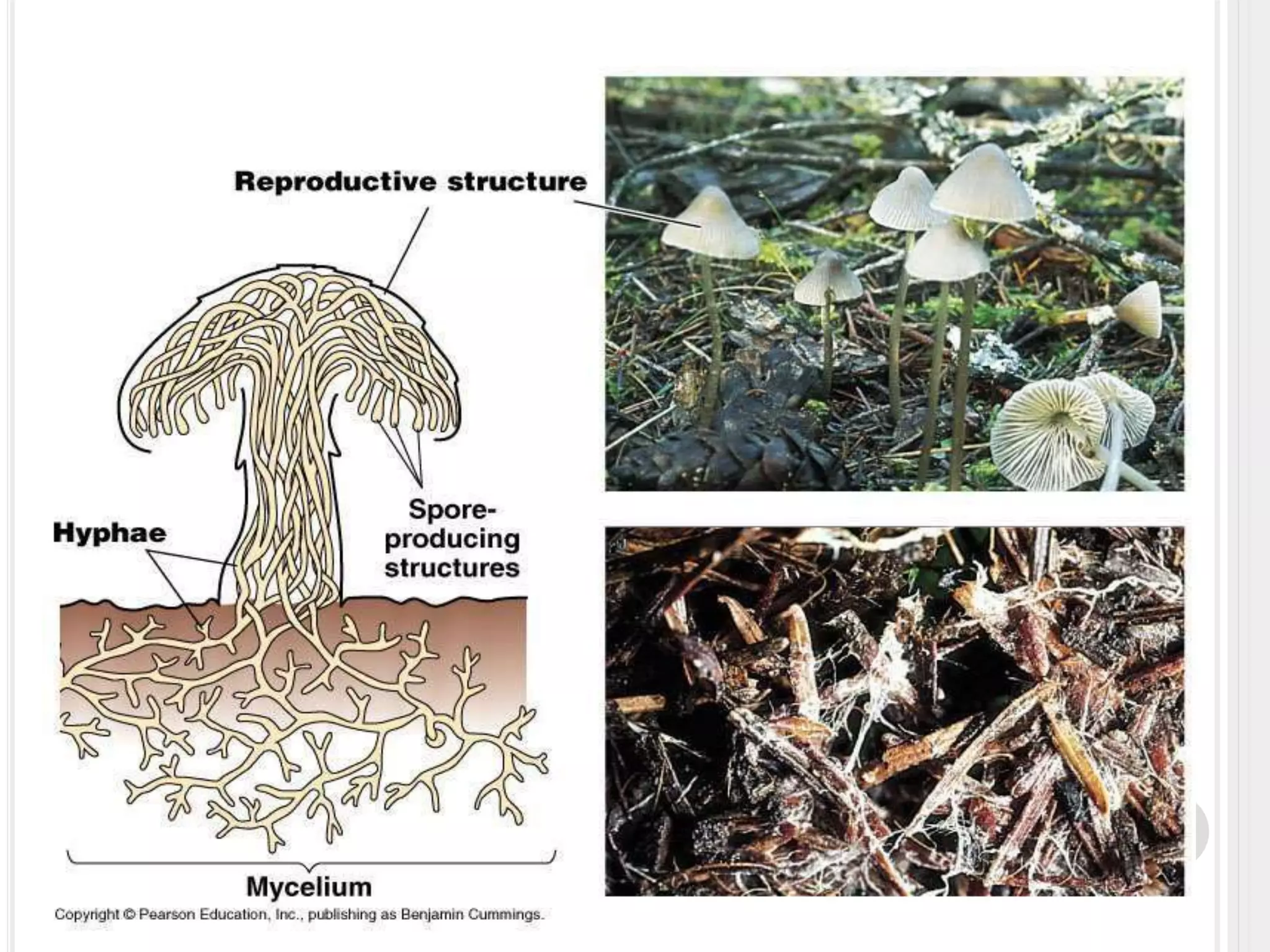 Morphology, Classification, Cultivation and Reproduction of Fungi | PDF